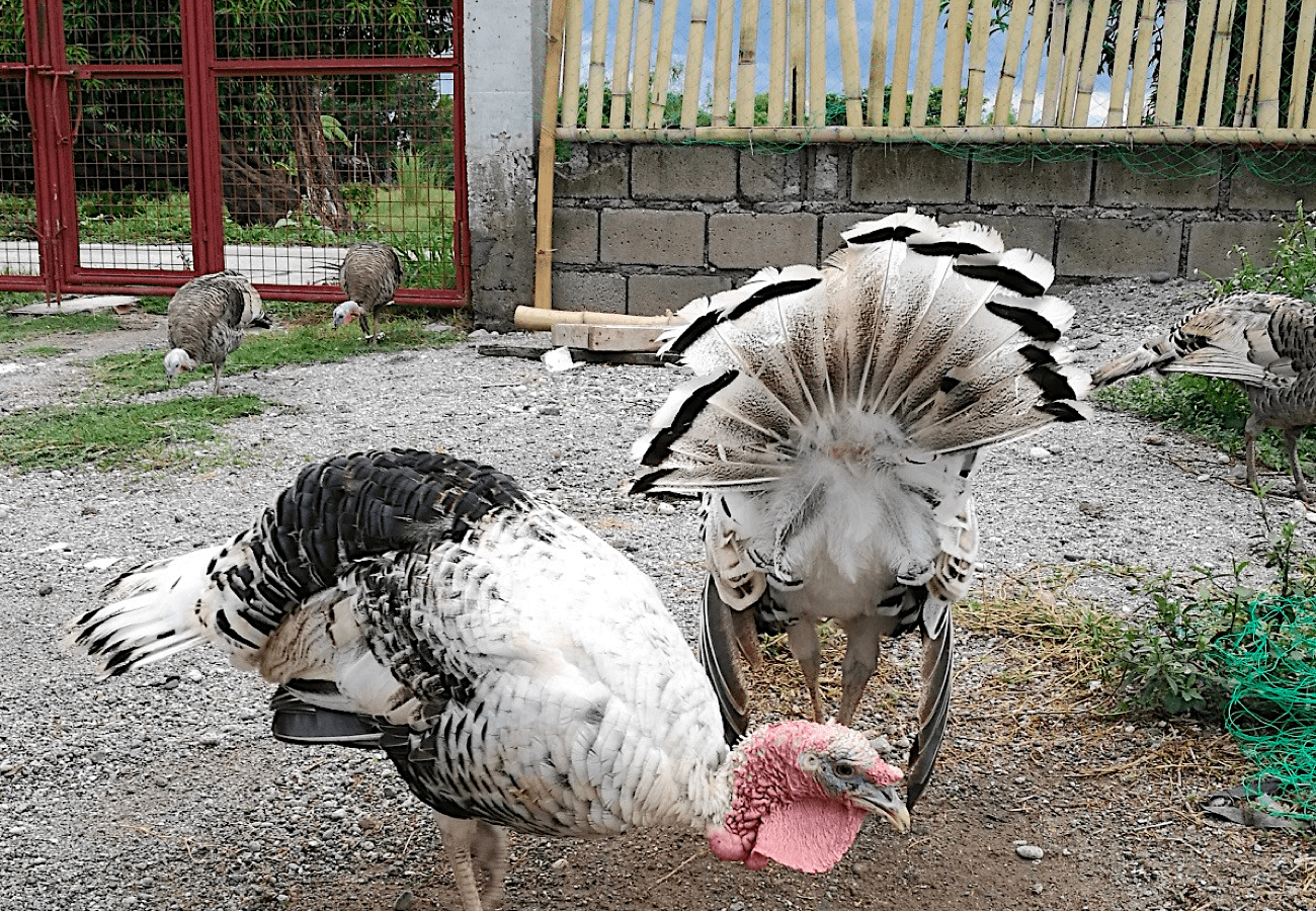 Tips Para sa mga Nagsisimula sa Pag-aalaga ng Pabo o Turkey Tips Para sa mga Nagsisimula sa Pag-aalaga ng Pabo o Turkey
