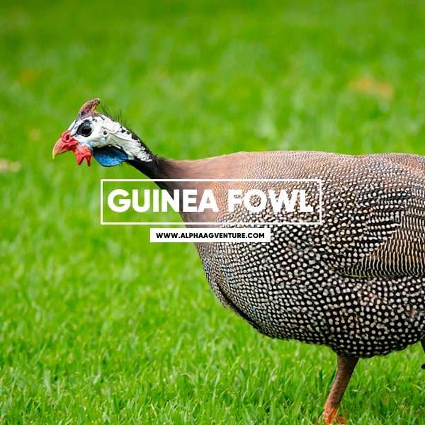 Alpha Agventure Farms: Philippines' Number One Backyard Farm