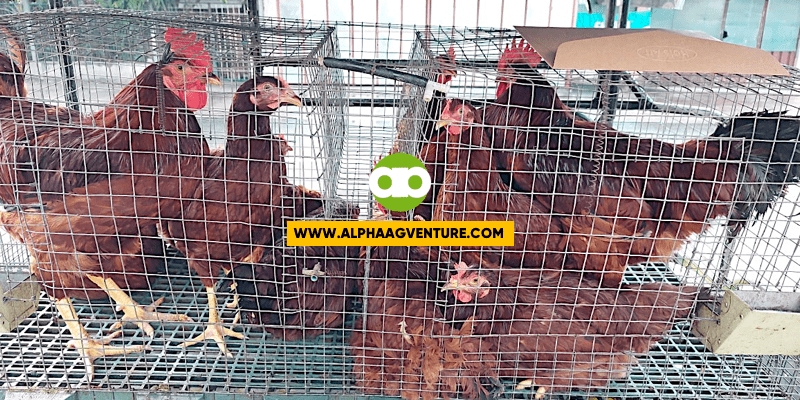Mga Posibleng Dahilan ng Pagbaba ng Egg Production ng Rhode Island Red Mga Posibleng Dahilan ng Pagbaba ng Egg Production ng Rhode Island Red