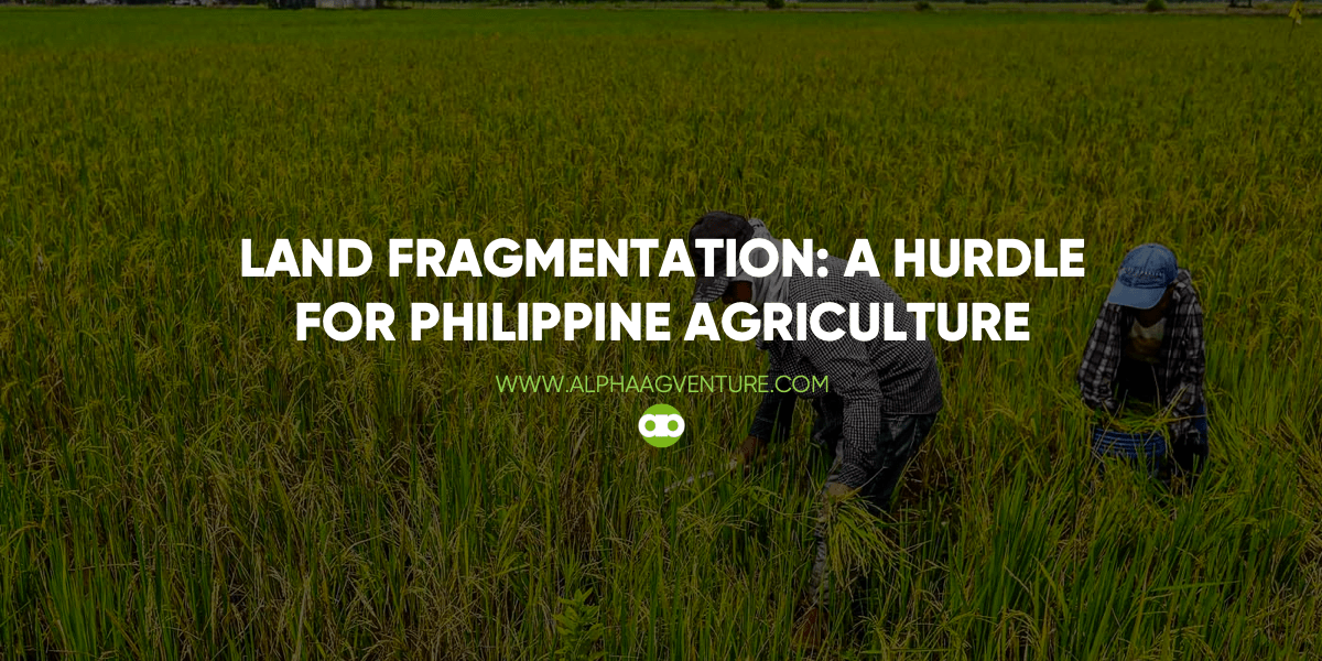 Land Fragmentation: A Hurdle for Philippine Agriculture
