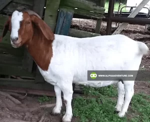 Buy Boer Goats for Sale
