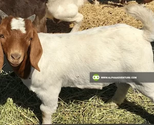 Buy Boer Goats for Sale