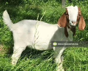 Buy Boer Goats for Sale