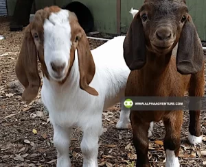 Buy Boer Goats for Sale