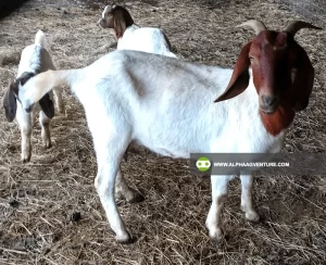 Buy Boer Goats for Sale