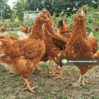 7 Chicken Poop Colors and Their Meaning