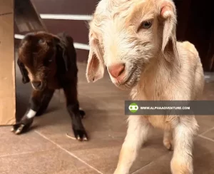 Buy Hybrid Goat for Sale