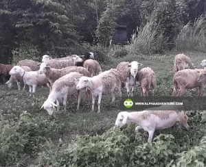 Buy Hybrid Sheep for Sale at Alpha Agventure Farms