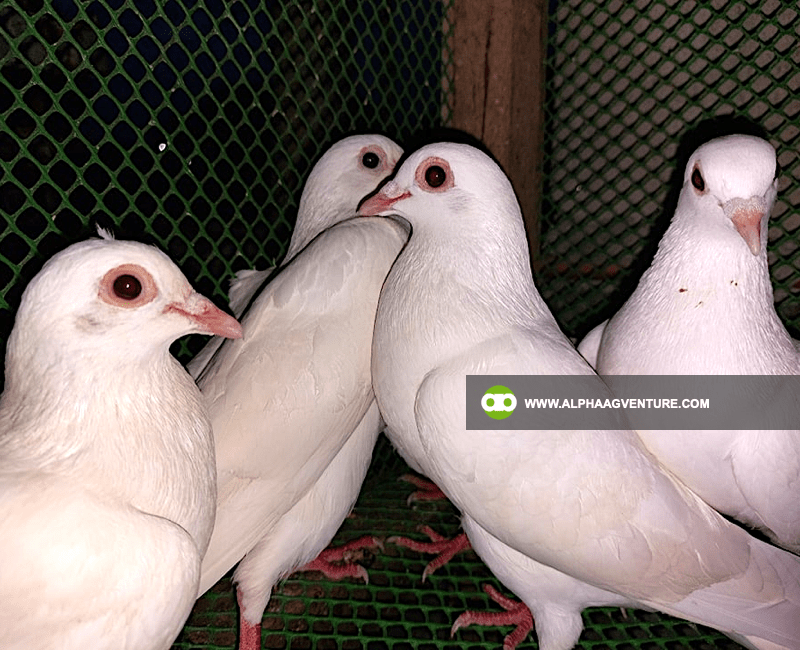 List of Pigeons for Sale at Alpha Agventure Farms