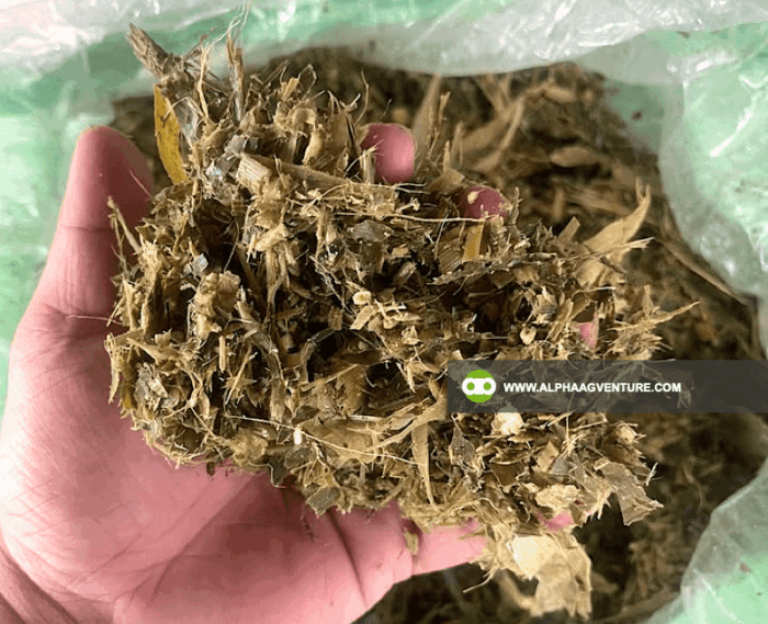 Corn Silage for Sale in the Philippines