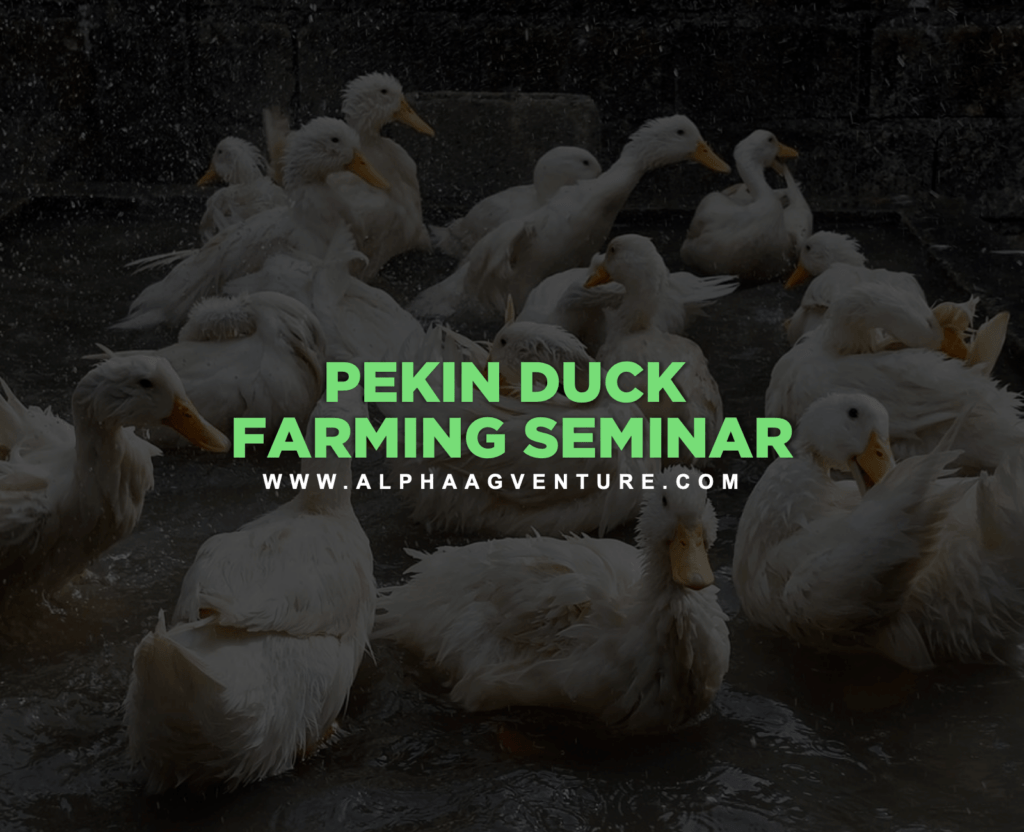 Register Now: Pekin Duck Farming Seminar in the Philippines