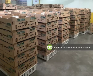 Buy Tetra Brown DOP and RTL for Sale