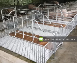 Buy Pig Farrowing Pen for Sale